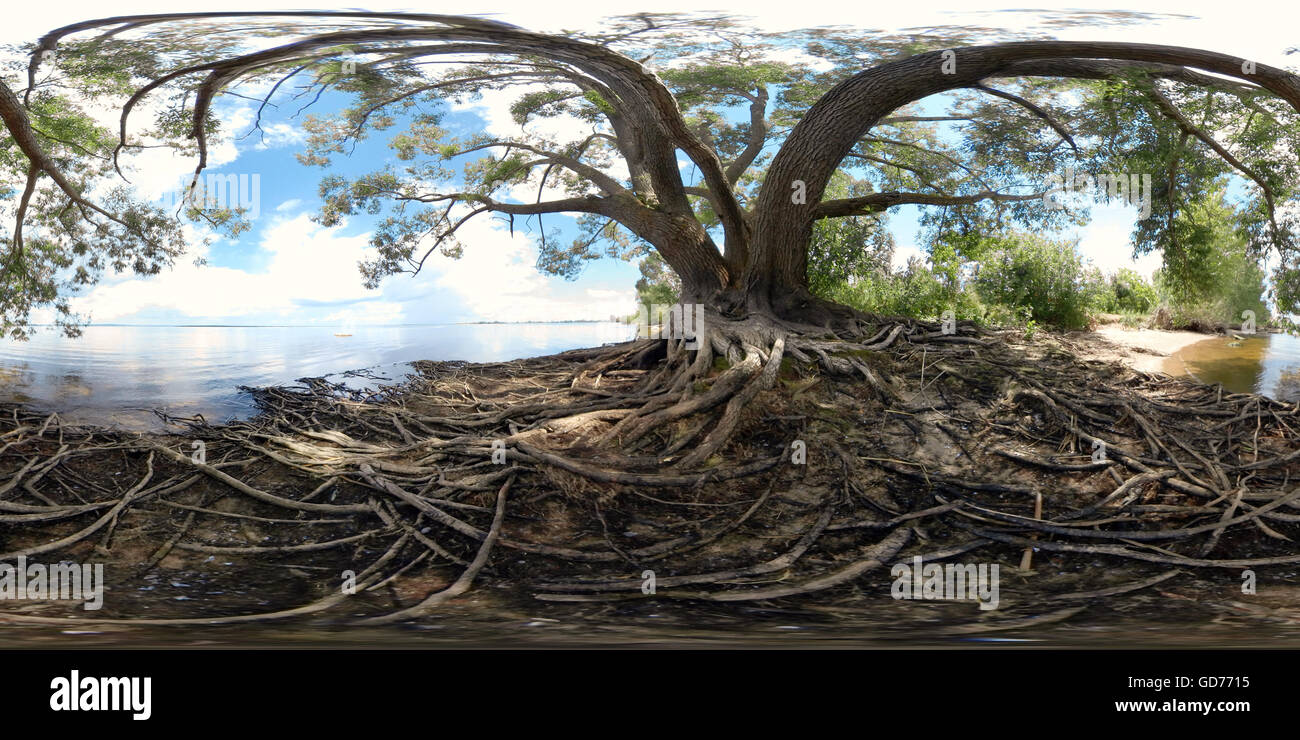 Beautiful Panorama. Large tree with roots on the coast of river (360 ...