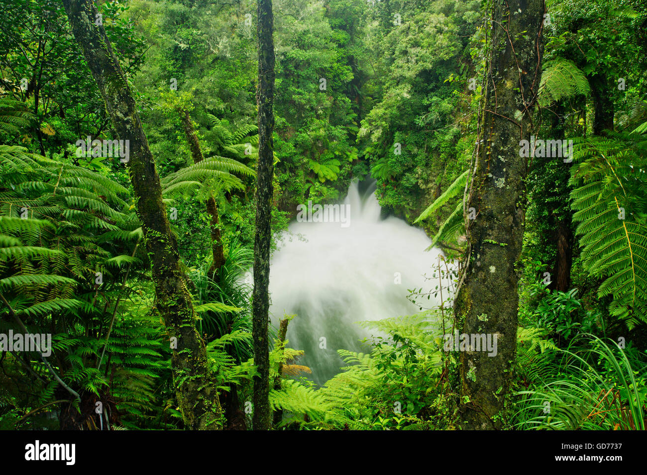 New zealand jungle hi-res stock photography and images - Alamy