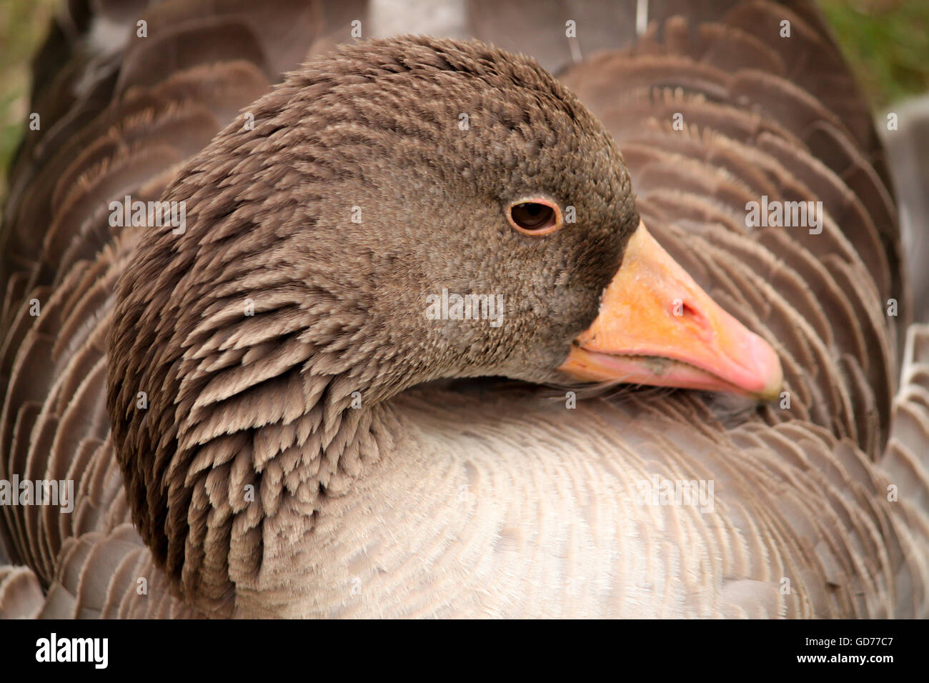 Gray Goose in London Park Stock Photo - Alamy