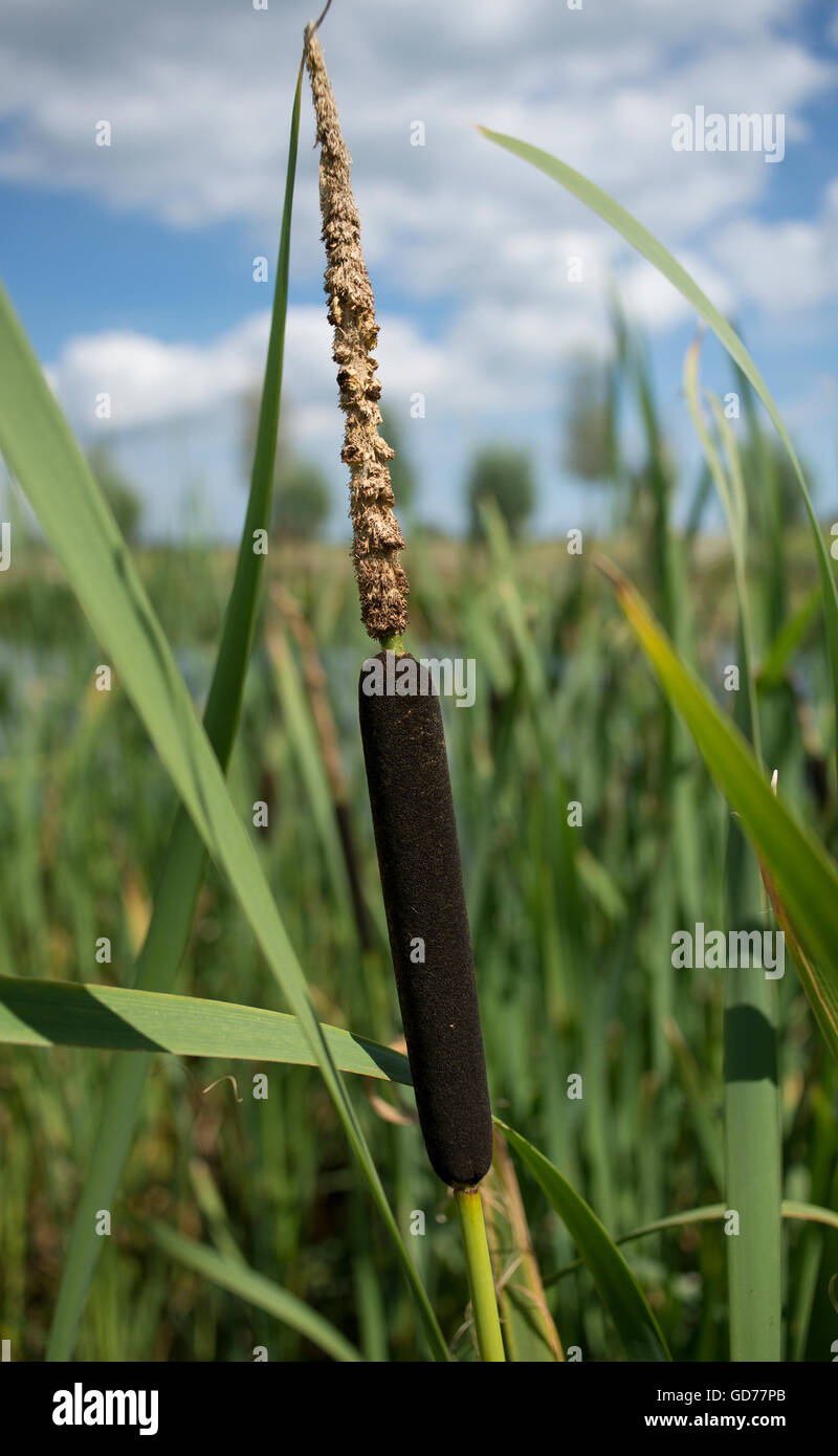 Bulrush High Resolution Stock Photography and Images - Alamy