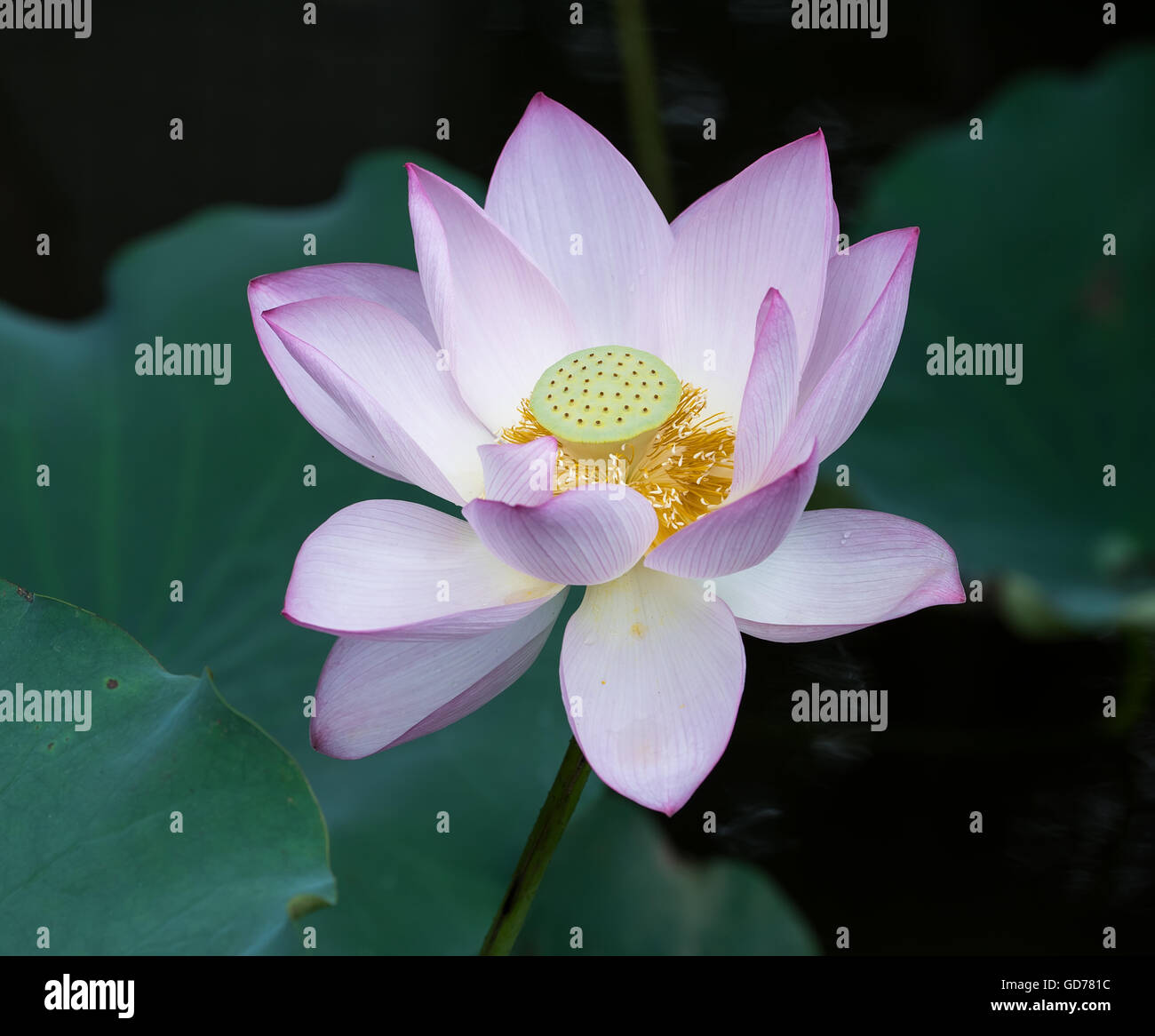beautiful lotus blooming in summer Stock Photo - Alamy