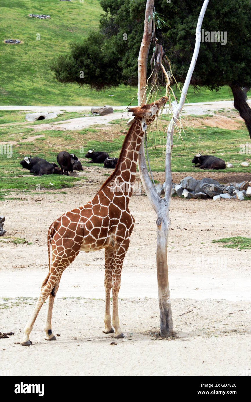 Giraffe feeding from a tree Stock Photo - Alamy