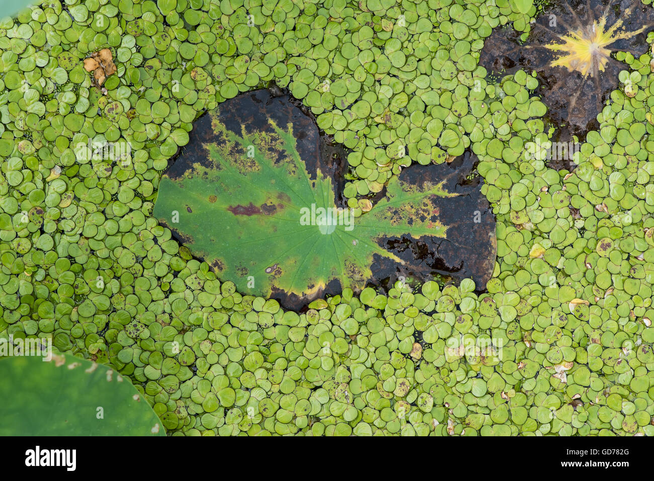 Texture with leaves of water lilies Stock Photo - Alamy