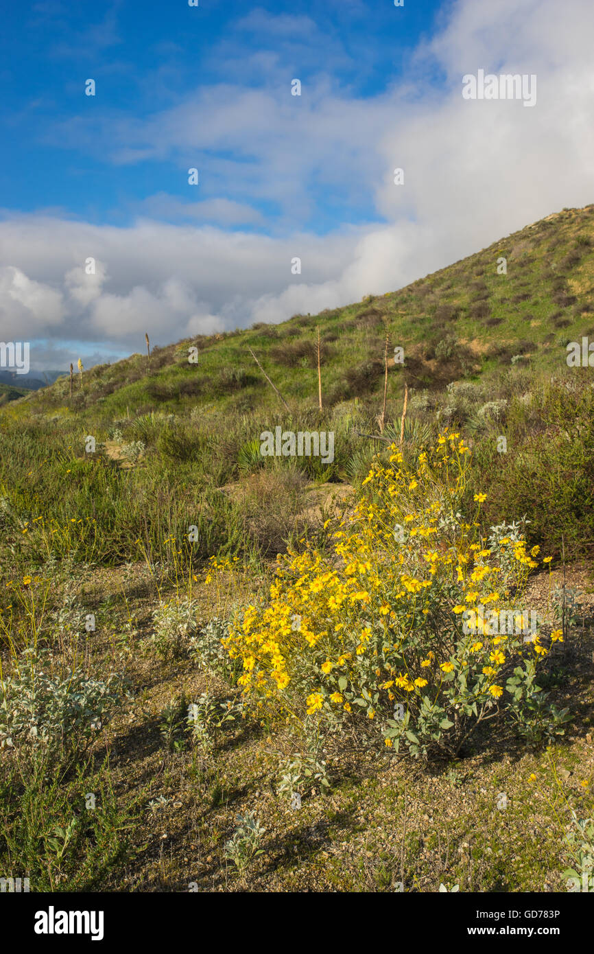 Yellow California daisy grows on a green boulder strewn hillside near ...