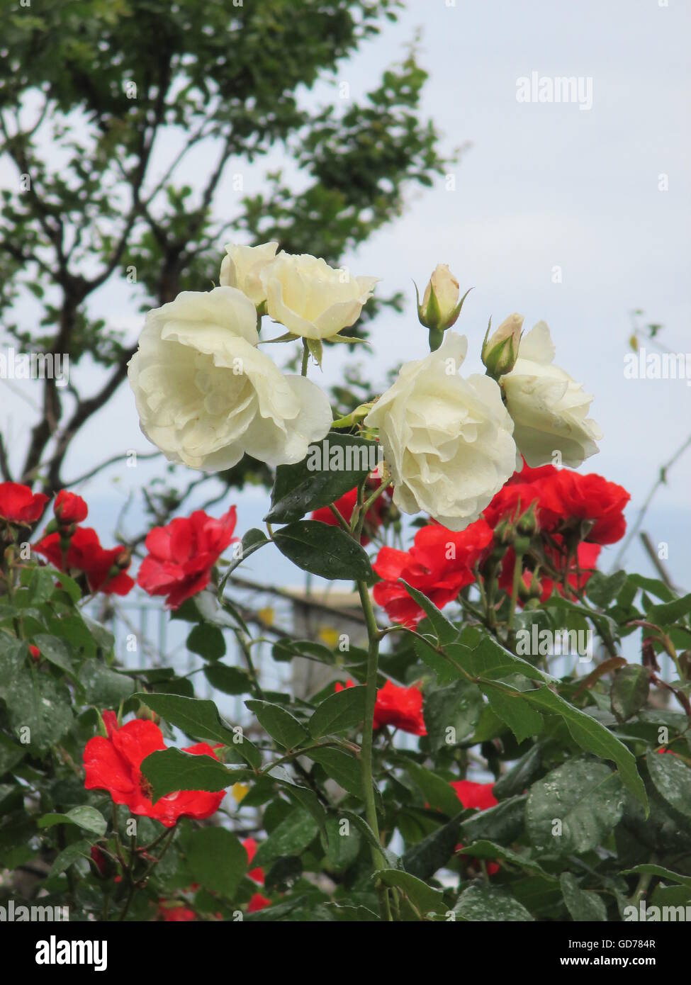 Italian Red and White Roses Stock Photo - Alamy