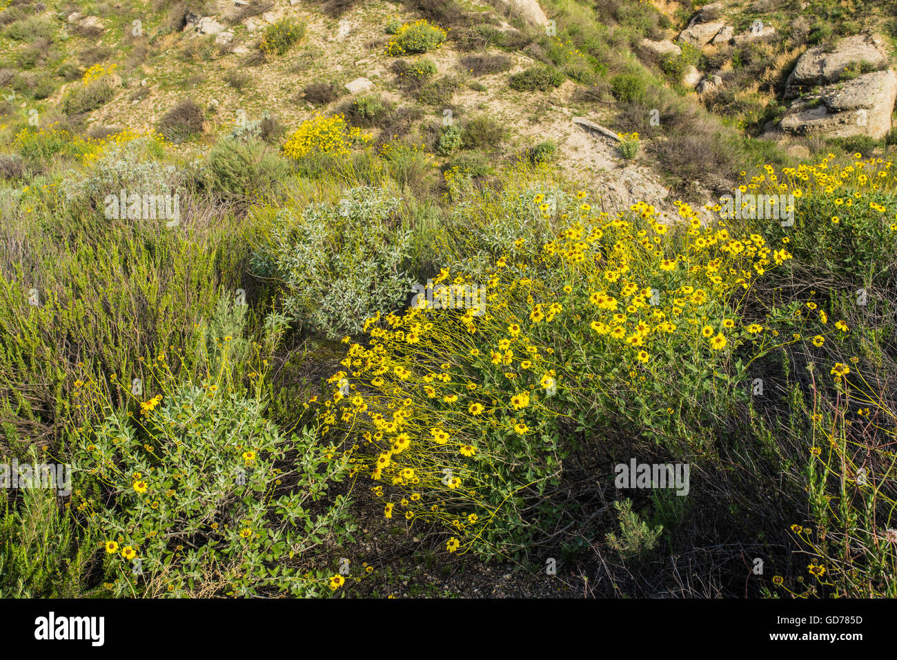 Clusters of yellow daisy wildflowers cover a southern California ...