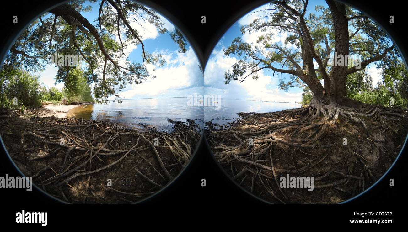 Large tree with roots Stock Photo - Alamy