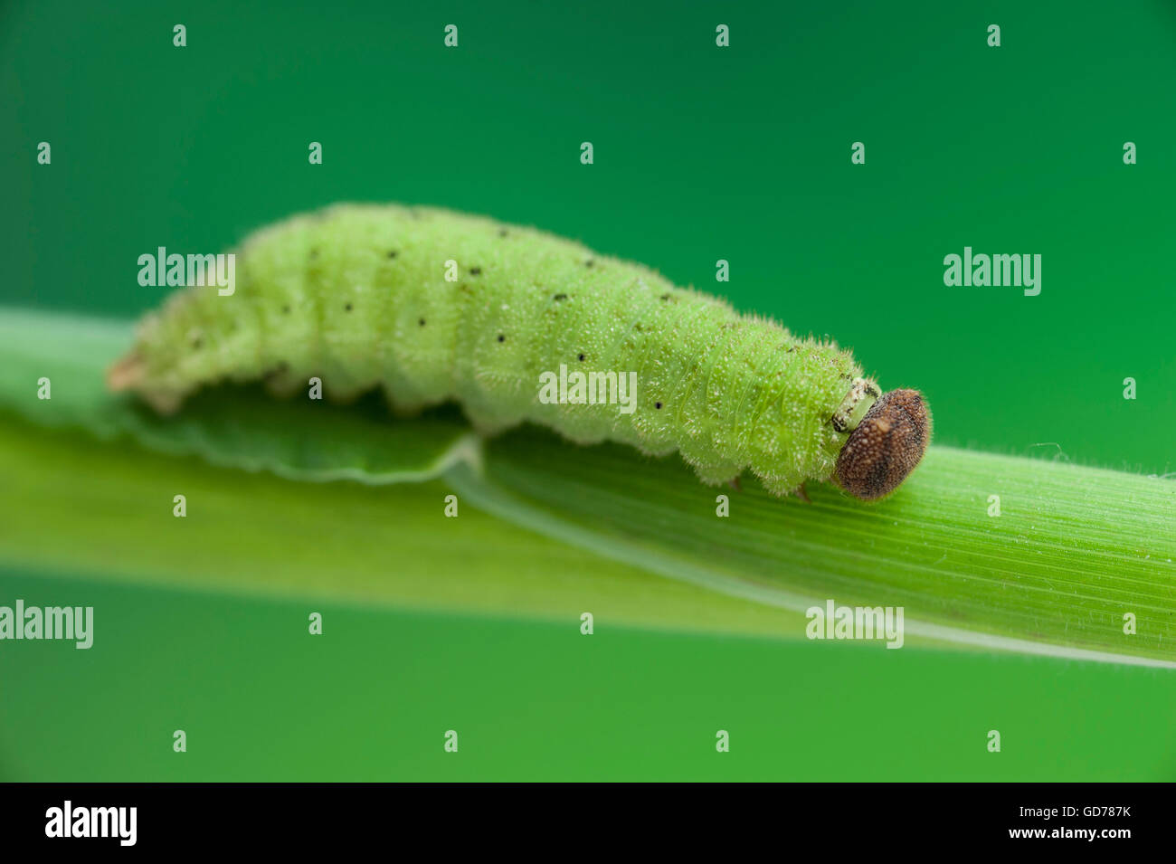 Common brown butterfly (Heteronympha merope) caterpillar Stock Photo ...