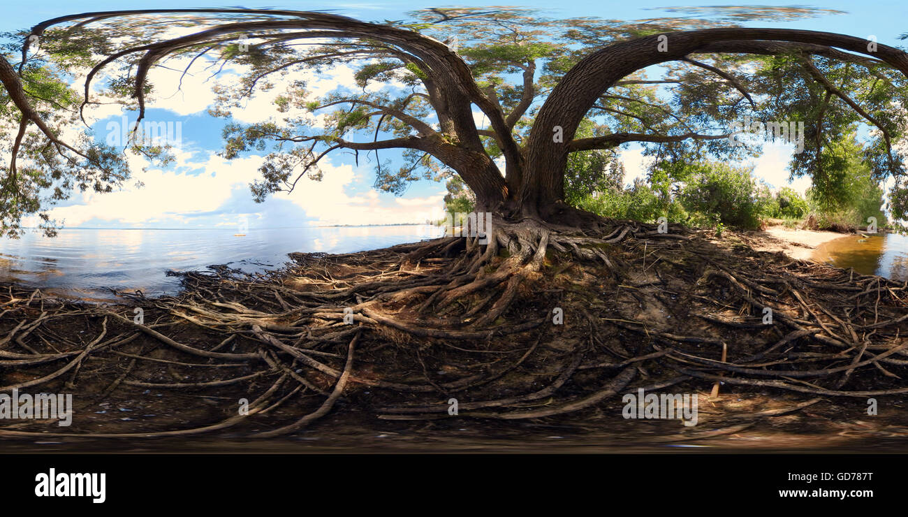 Large tree with roots Stock Photo - Alamy