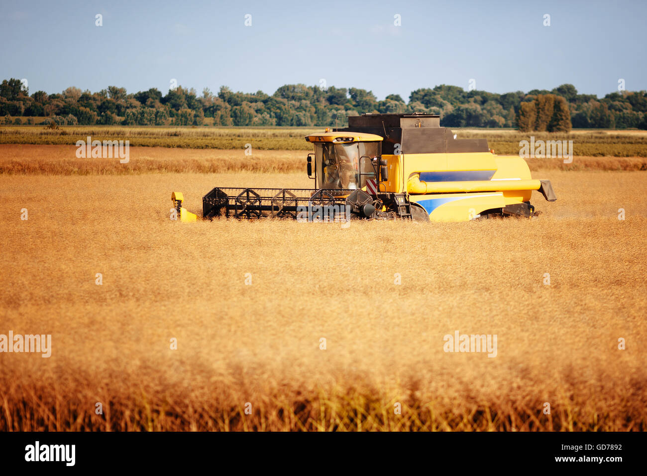 Combine harvester working in the fields Stock Photo - Alamy