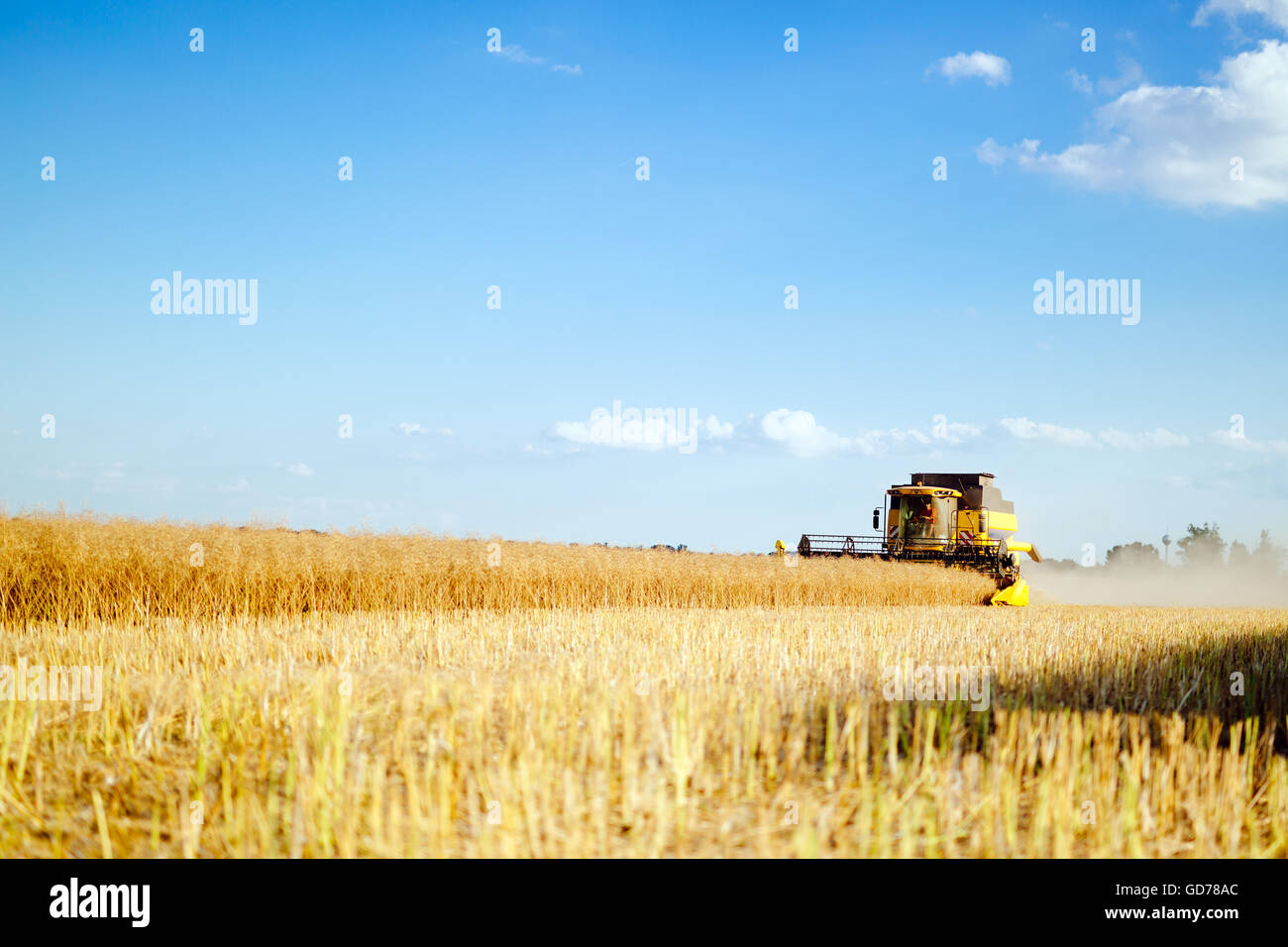 Combine harvesting oat in fields Stock Photo - Alamy