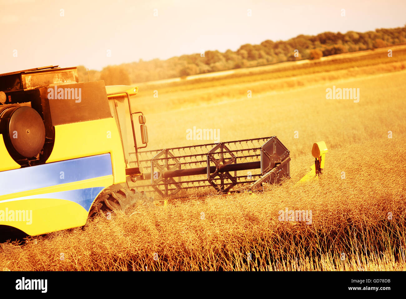 Combine harvester working in the fields Stock Photo - Alamy