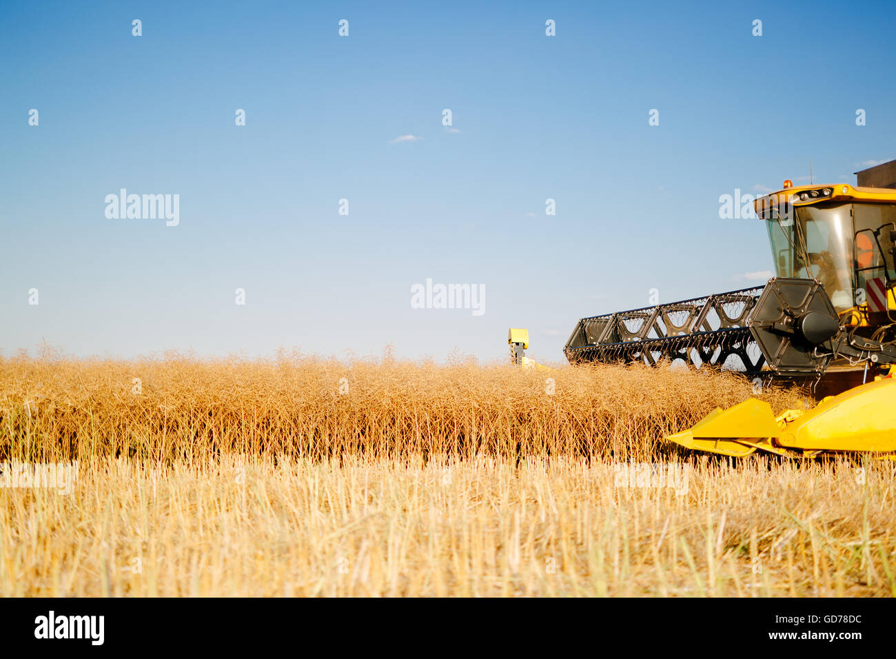 Harvesting oat hi-res stock photography and images - Alamy