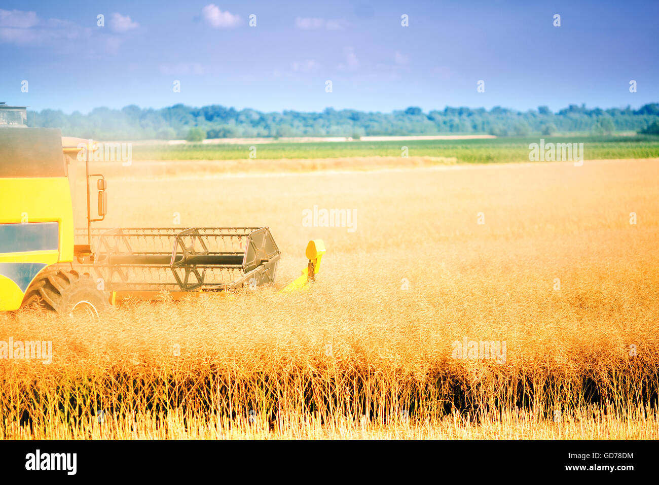 Combine harvesting crop in field Stock Photo - Alamy