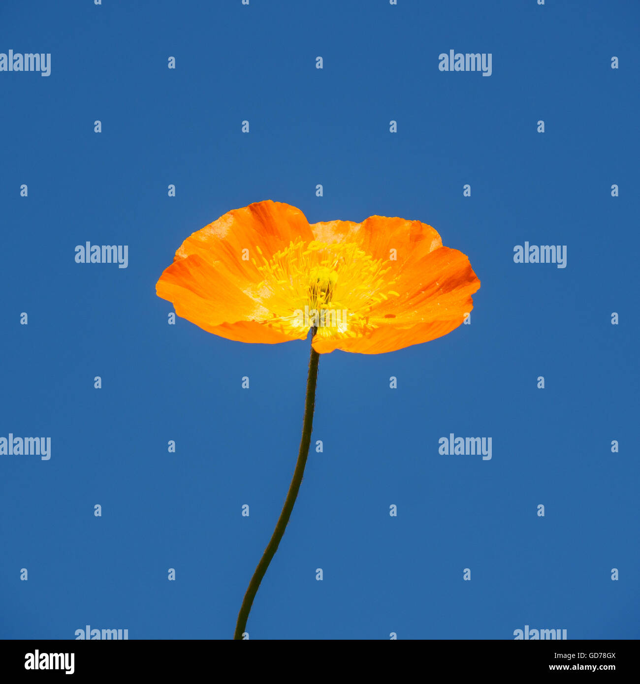 California poppies golden eschscholzia hi-res stock photography and ...
