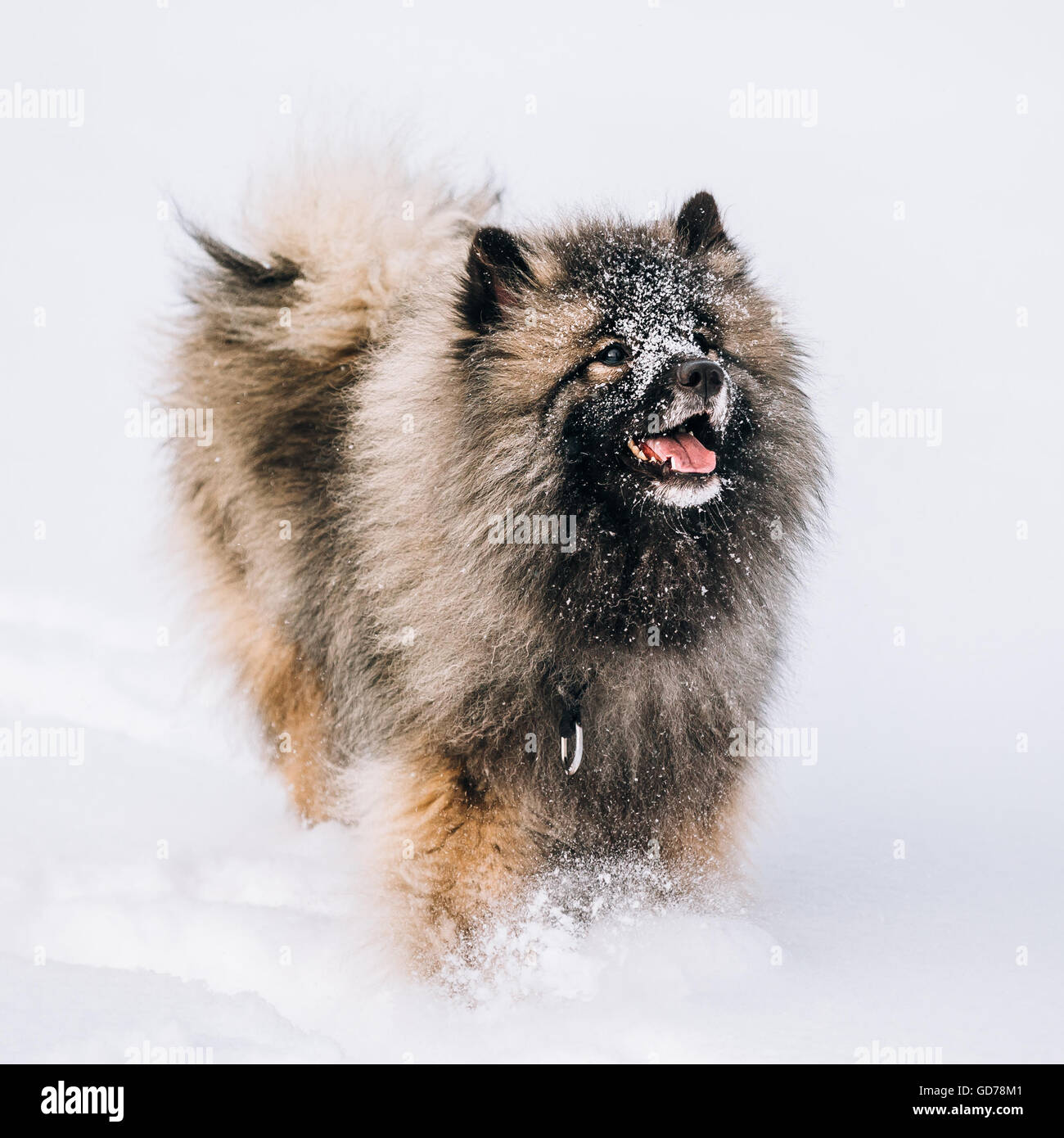 Keeshonden High Resolution Stock Photography and Images - Alamy