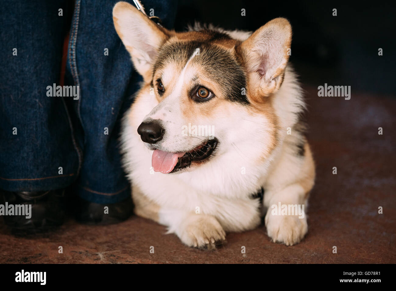 Happy corgi hi-res stock photography and images - Alamy