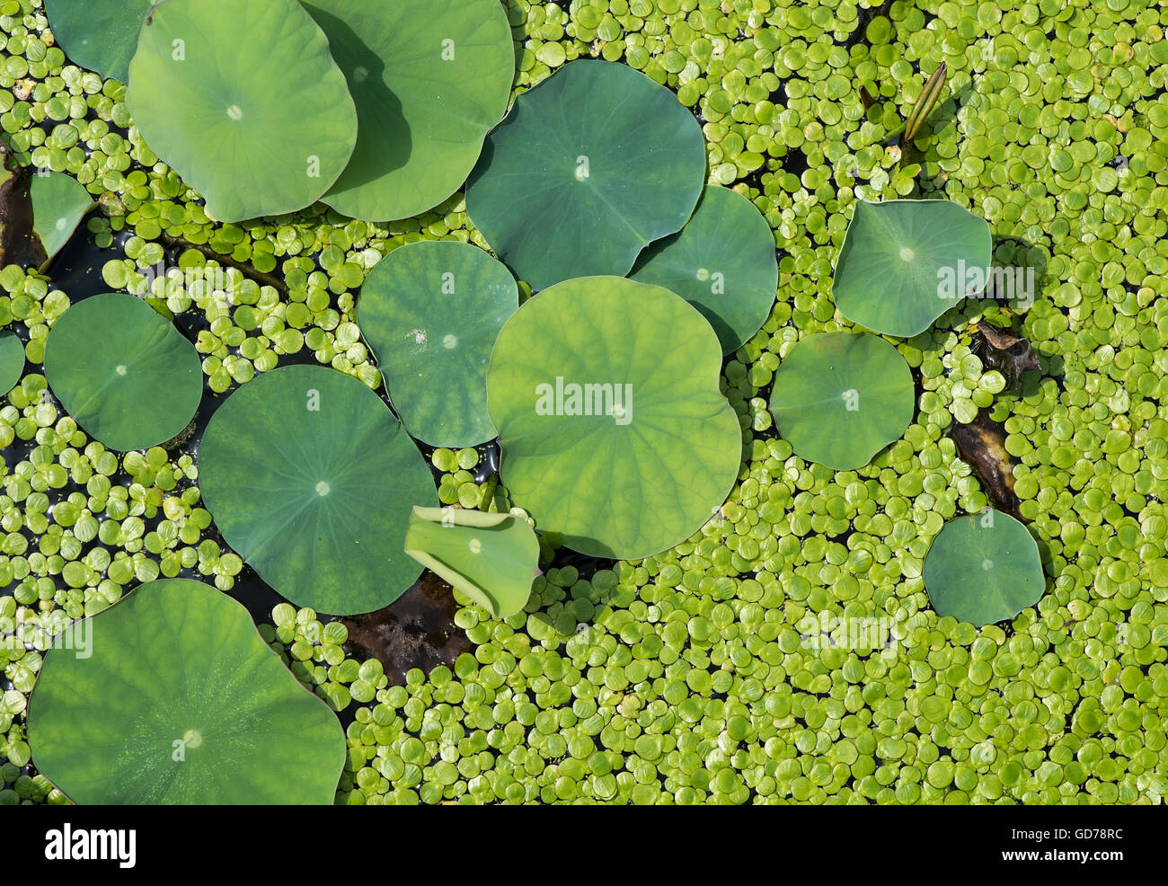 Texture with leaves of water lilies Stock Photo - Alamy