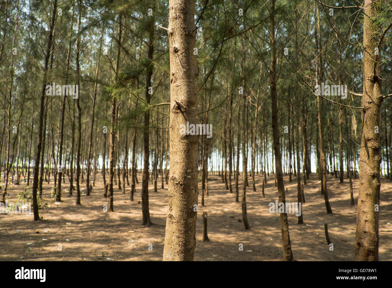 Casuarina trees on Kashid Beach in Maharashtra Stock Photo - Alamy