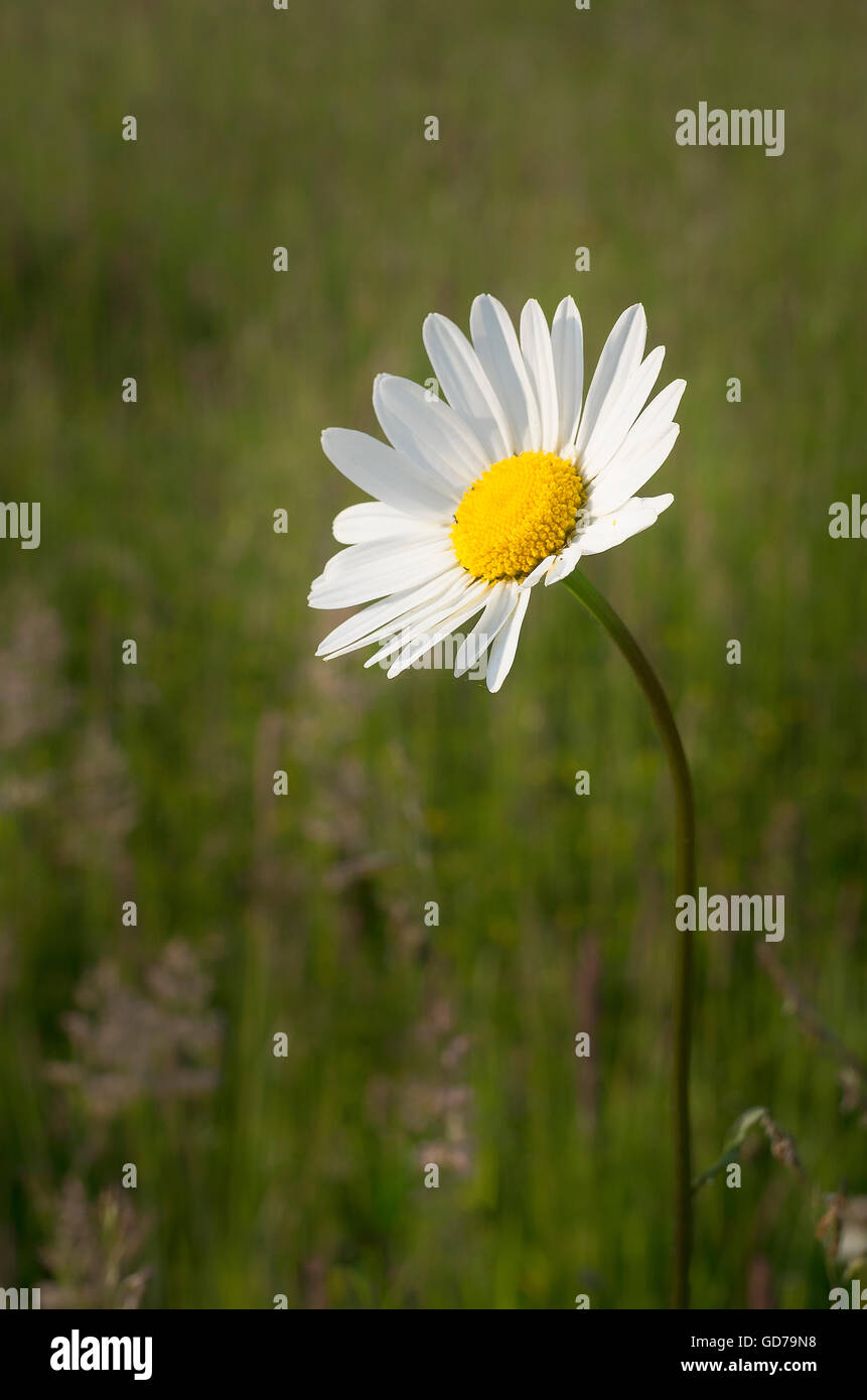 Yellow ox eye daisy hi-res stock photography and images - Alamy