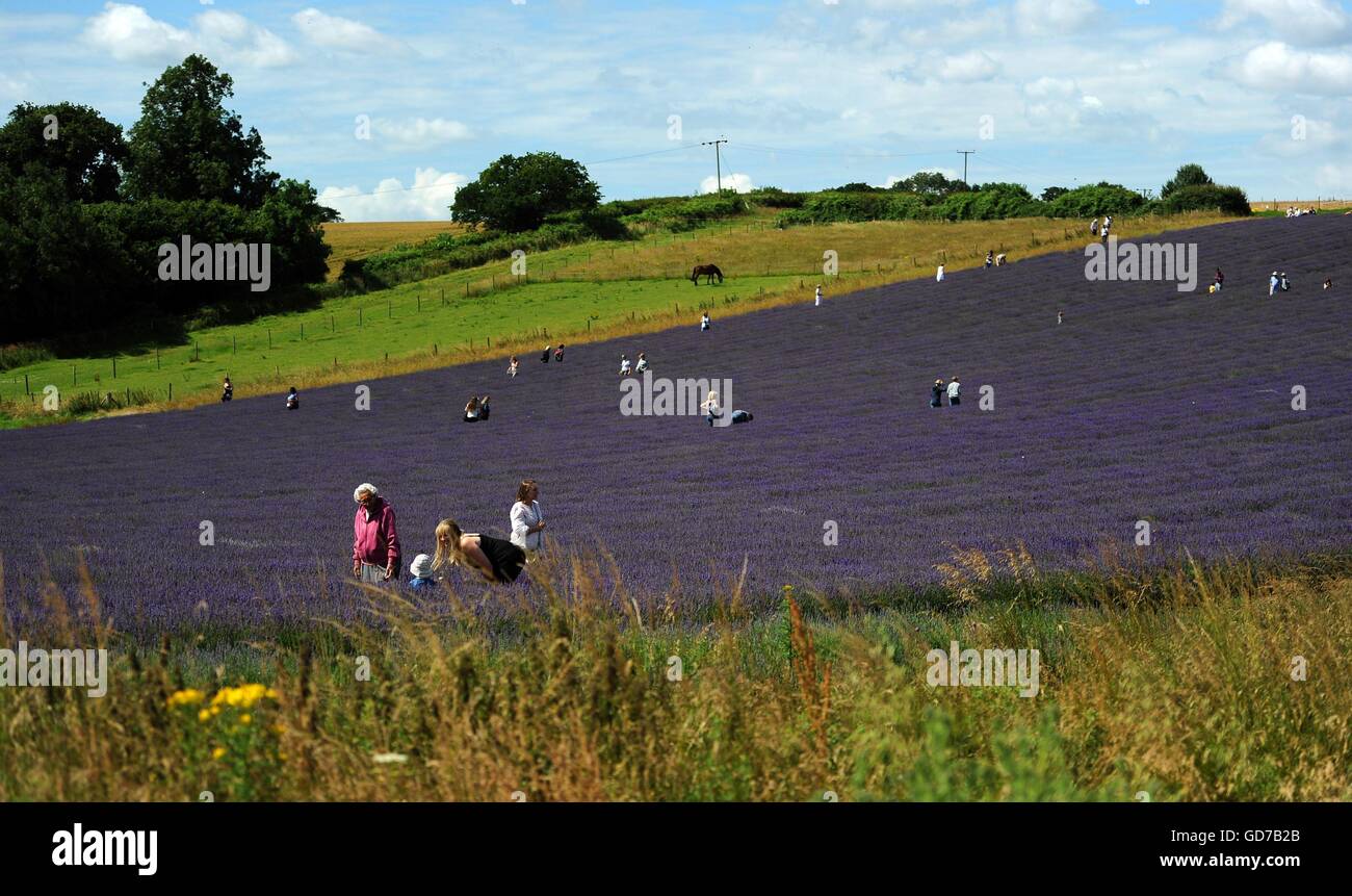 Members of the public make their way through rows of lavender during an ...