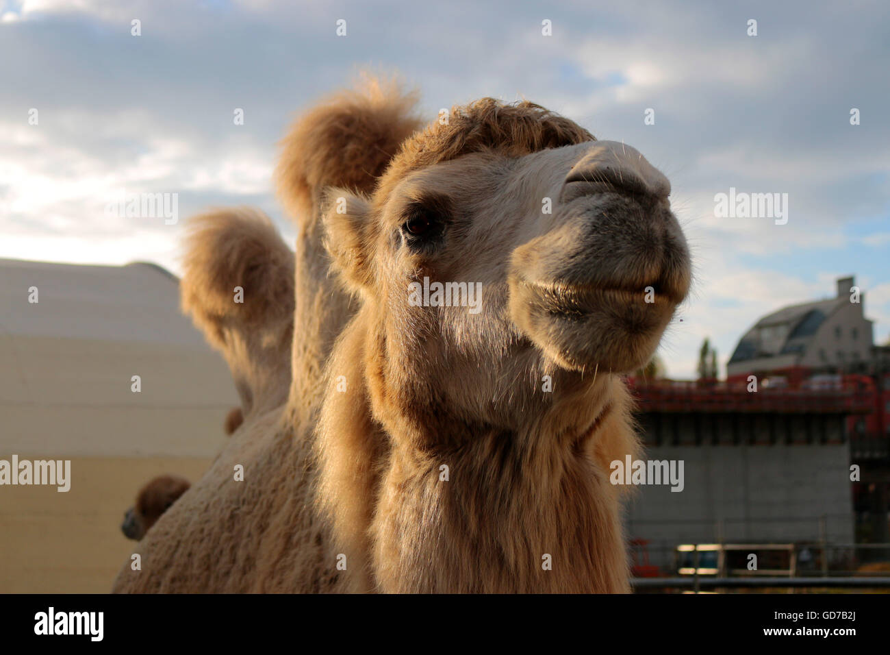 Kamel hi-res stock photography and images - Alamy