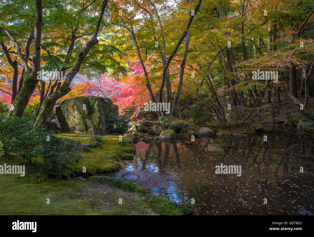 multi color trees in the autunm forest Stock Photo - Alamy