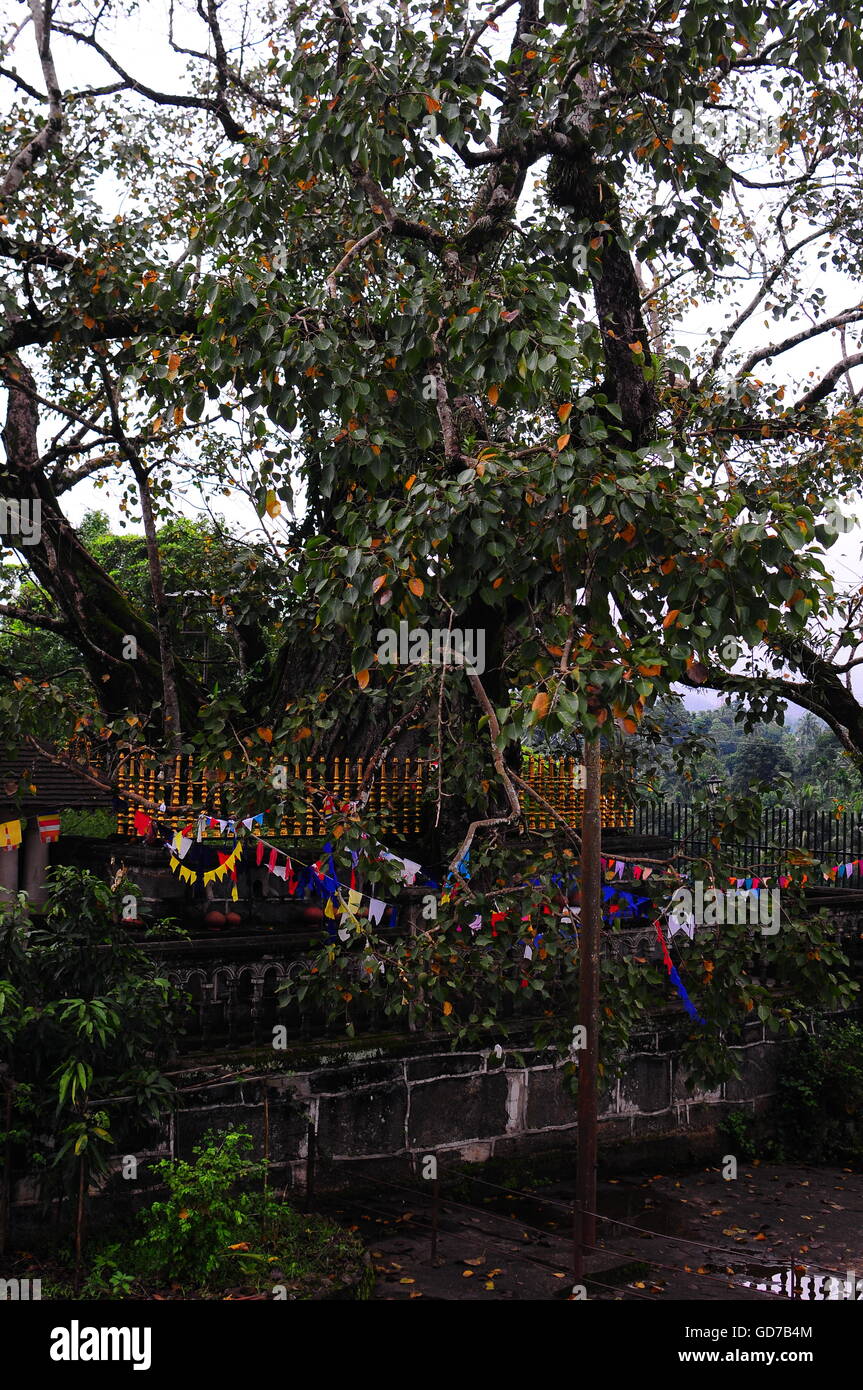 Temple tree, Kandy, Sri Lanka, UNESCO Stock Photo - Alamy