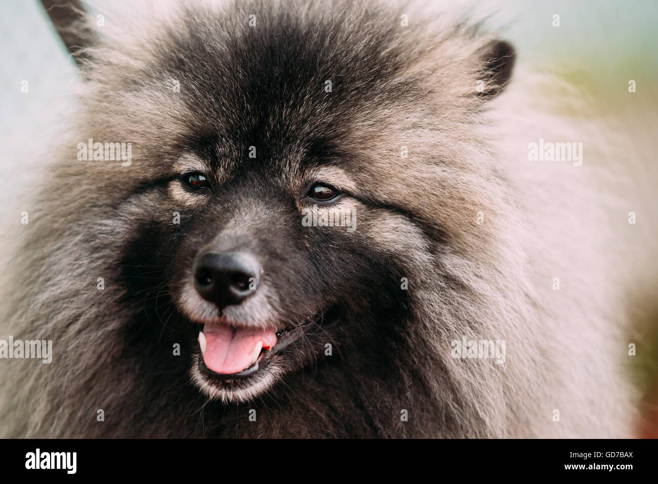 Keeshonden hi-res stock photography and images - Alamy