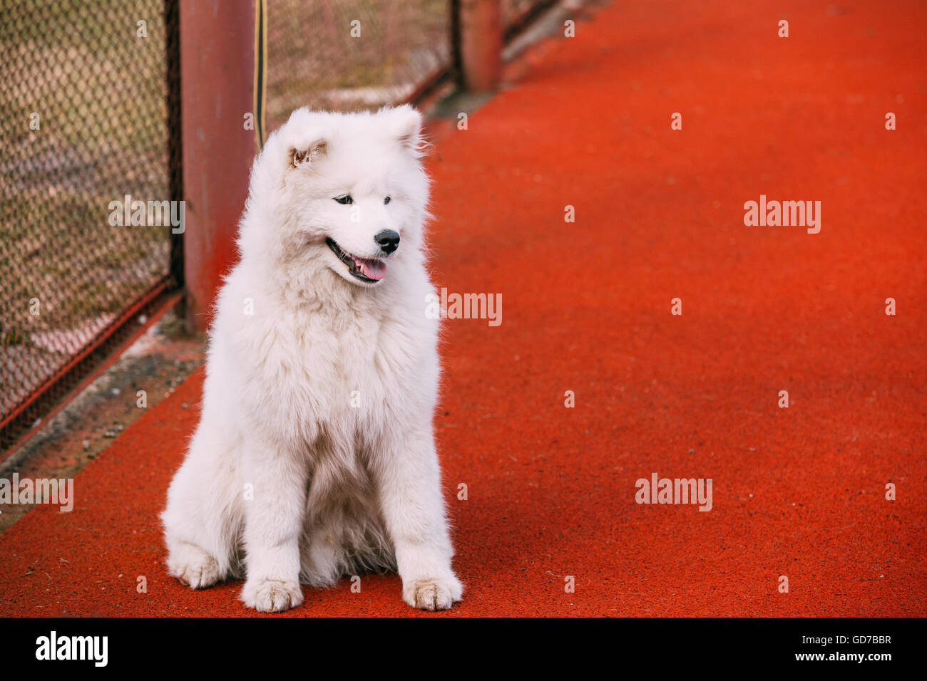 Young samoyed on white hi-res stock photography and images - Alamy