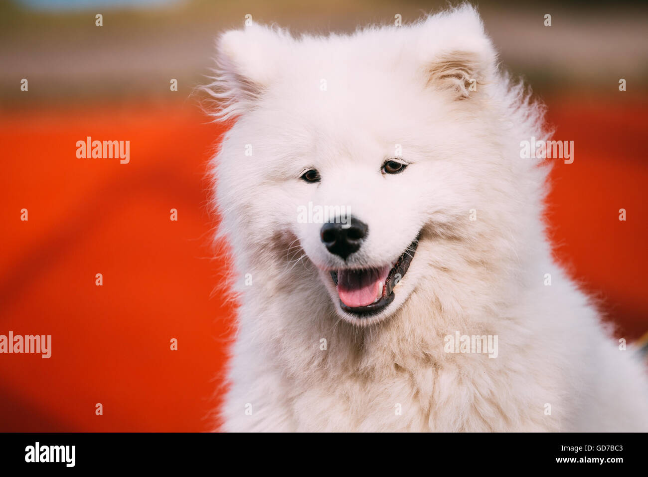 Close Up Of Happy Smiling Young White Samoyed Dog Stock Photo - Alamy