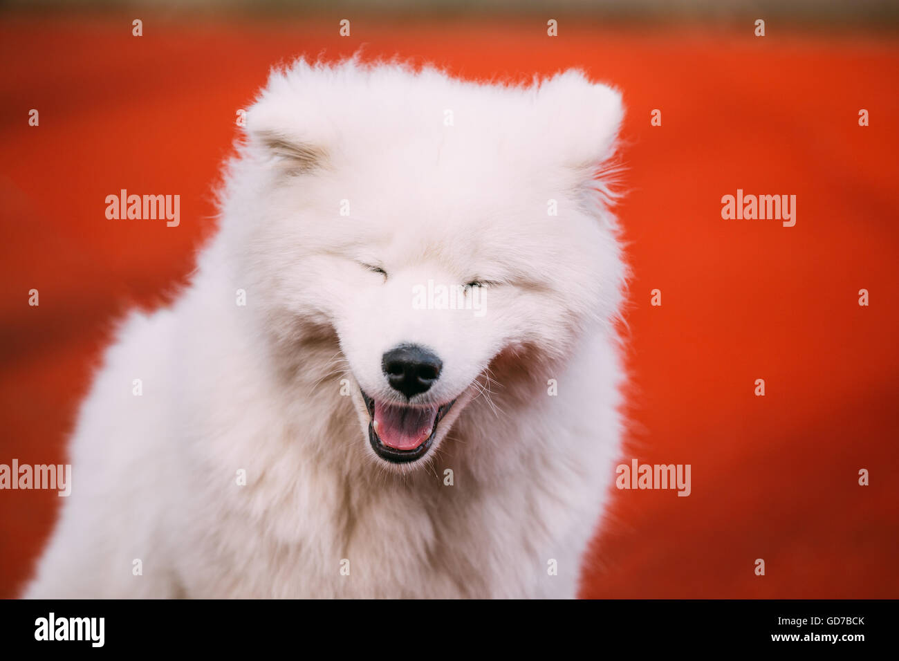 Close Up Of Happy Smiling Young White Samoyed Dog Stock Photo - Alamy