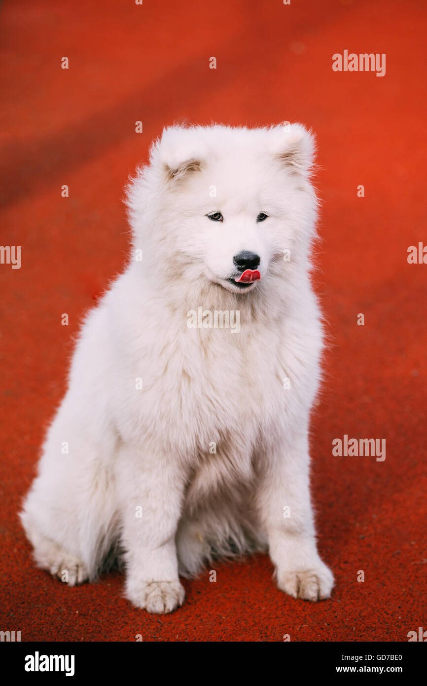 Samoyed sitting hi-res stock photography and images - Alamy