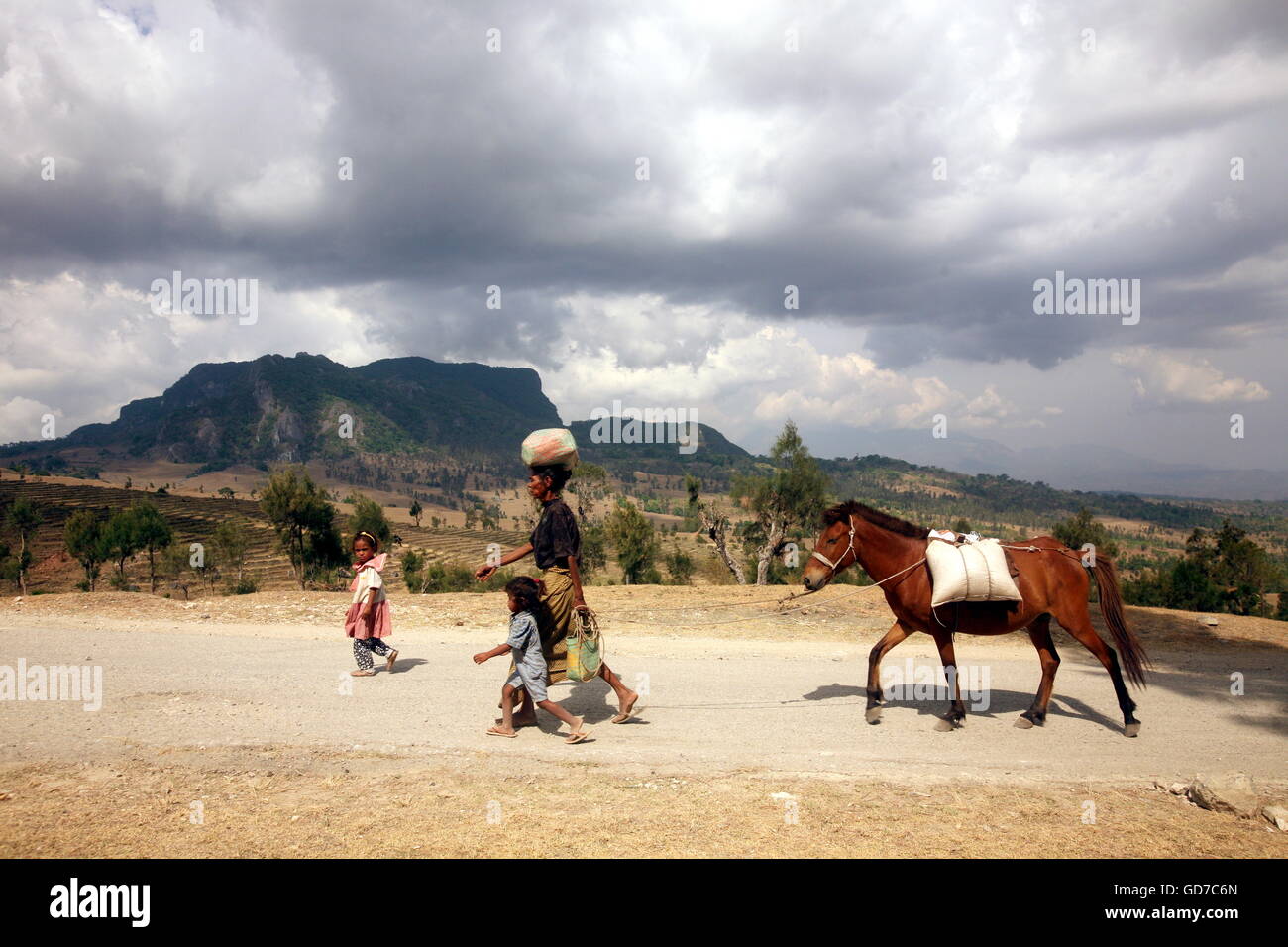 Timor horse hi-res stock photography and images - Alamy