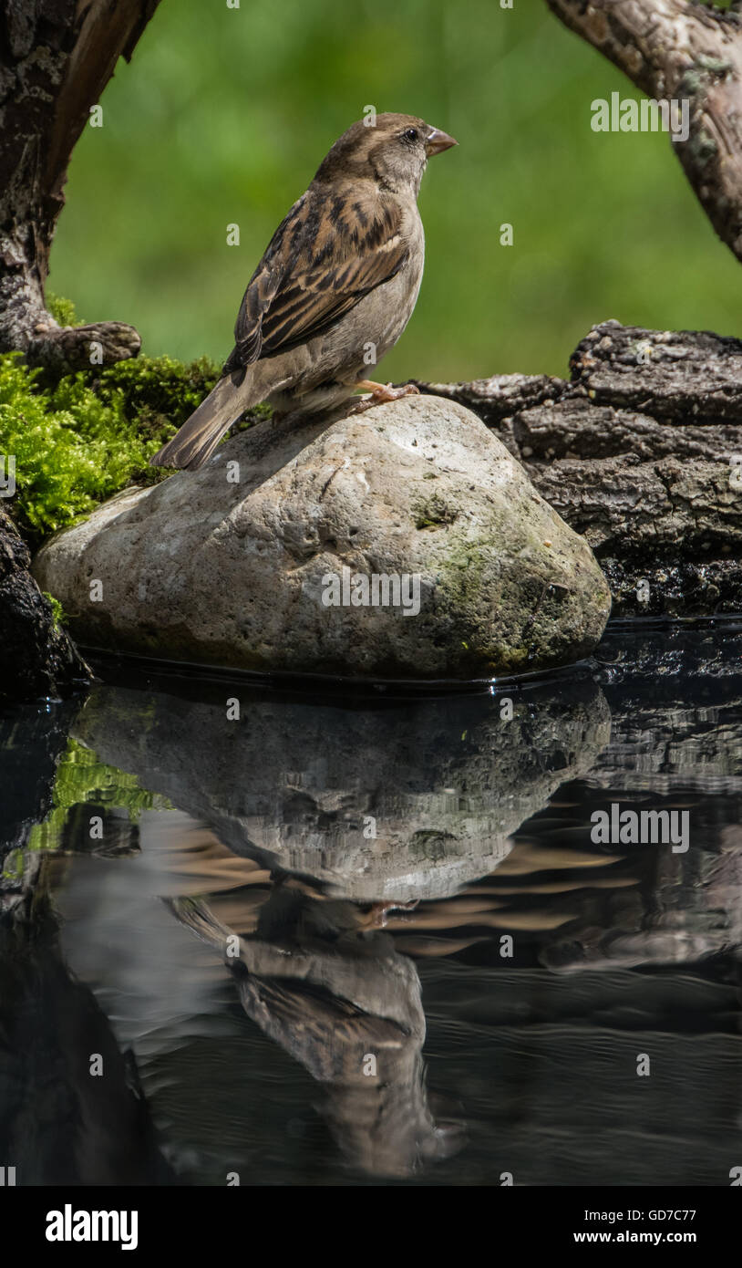 Female House Sparrow Reflection Stock Photo - Alamy