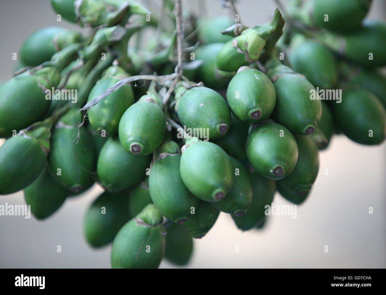 Betelnut hi-res stock photography and images - Alamy
