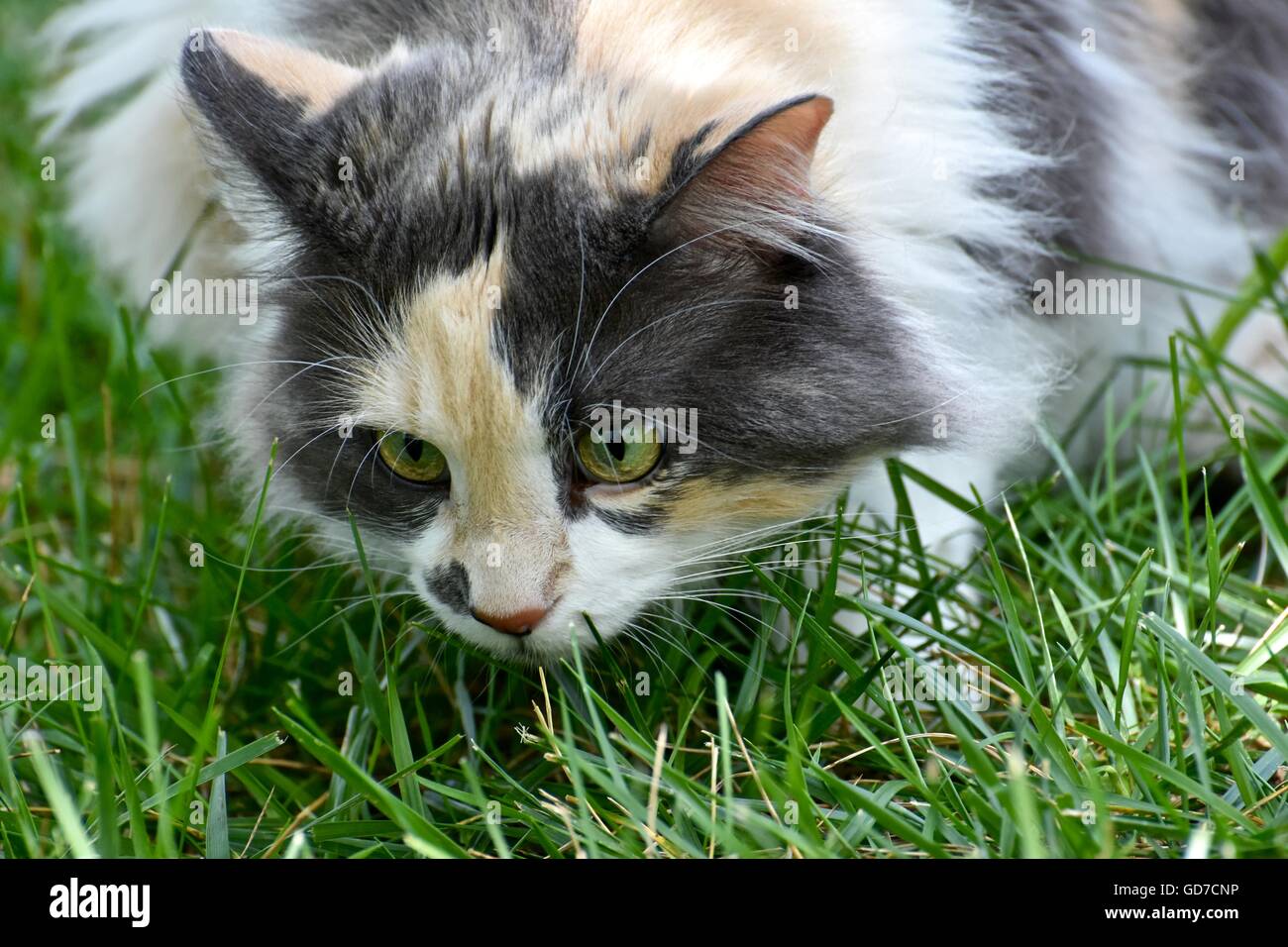 Beautiful calico cat playing outside Stock Photo - Alamy