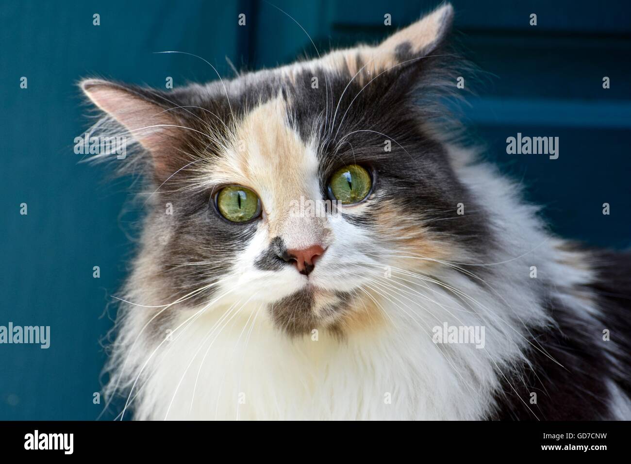 Beautiful calico cat playing outside Stock Photo - Alamy