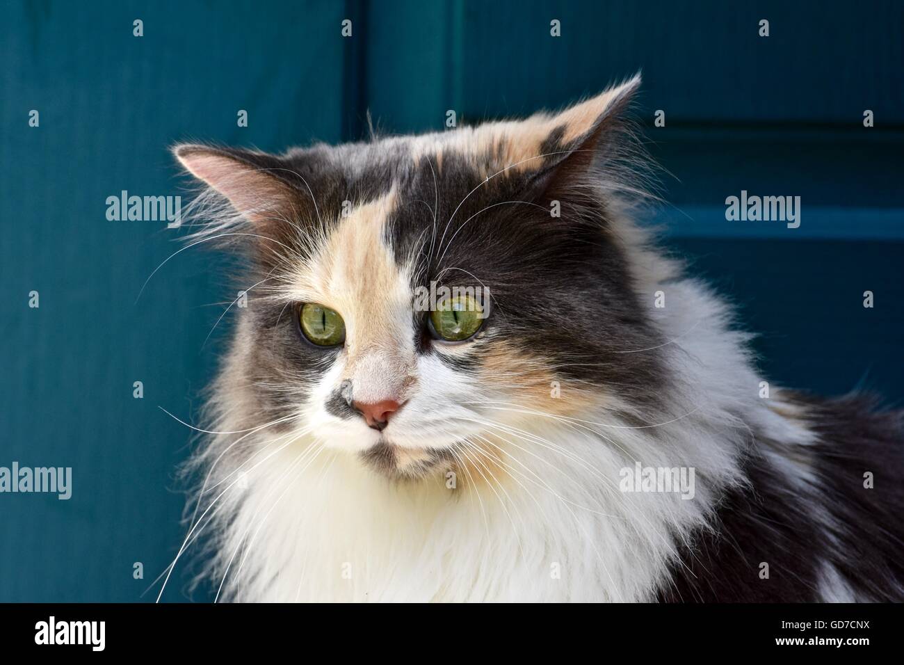 Beautiful calico cat playing outside Stock Photo - Alamy