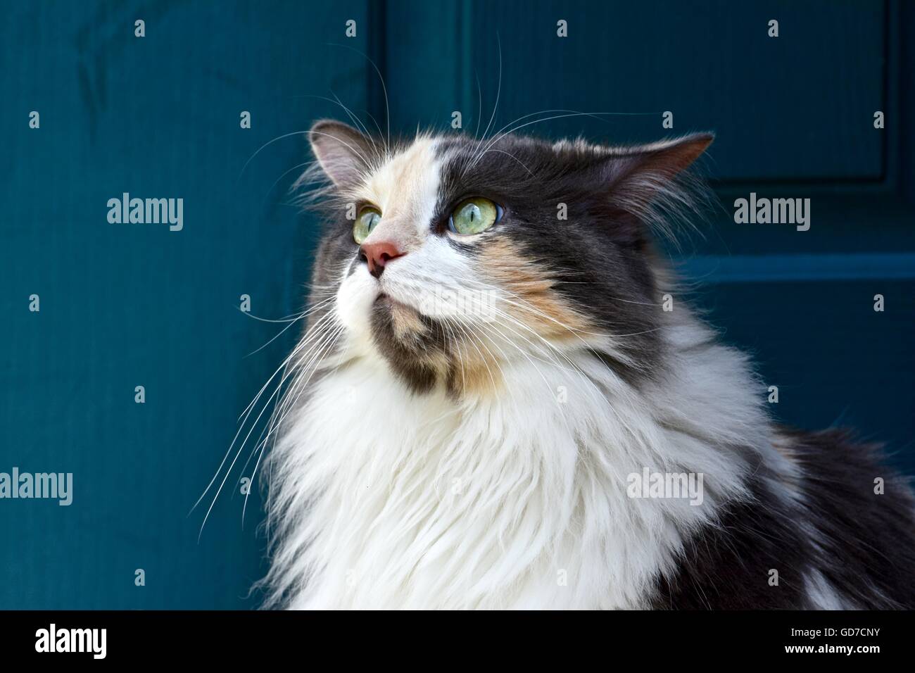 Beautiful calico cat playing outside Stock Photo - Alamy