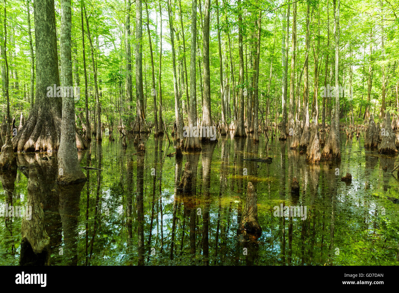 Wakulla spring hi-res stock photography and images - Alamy