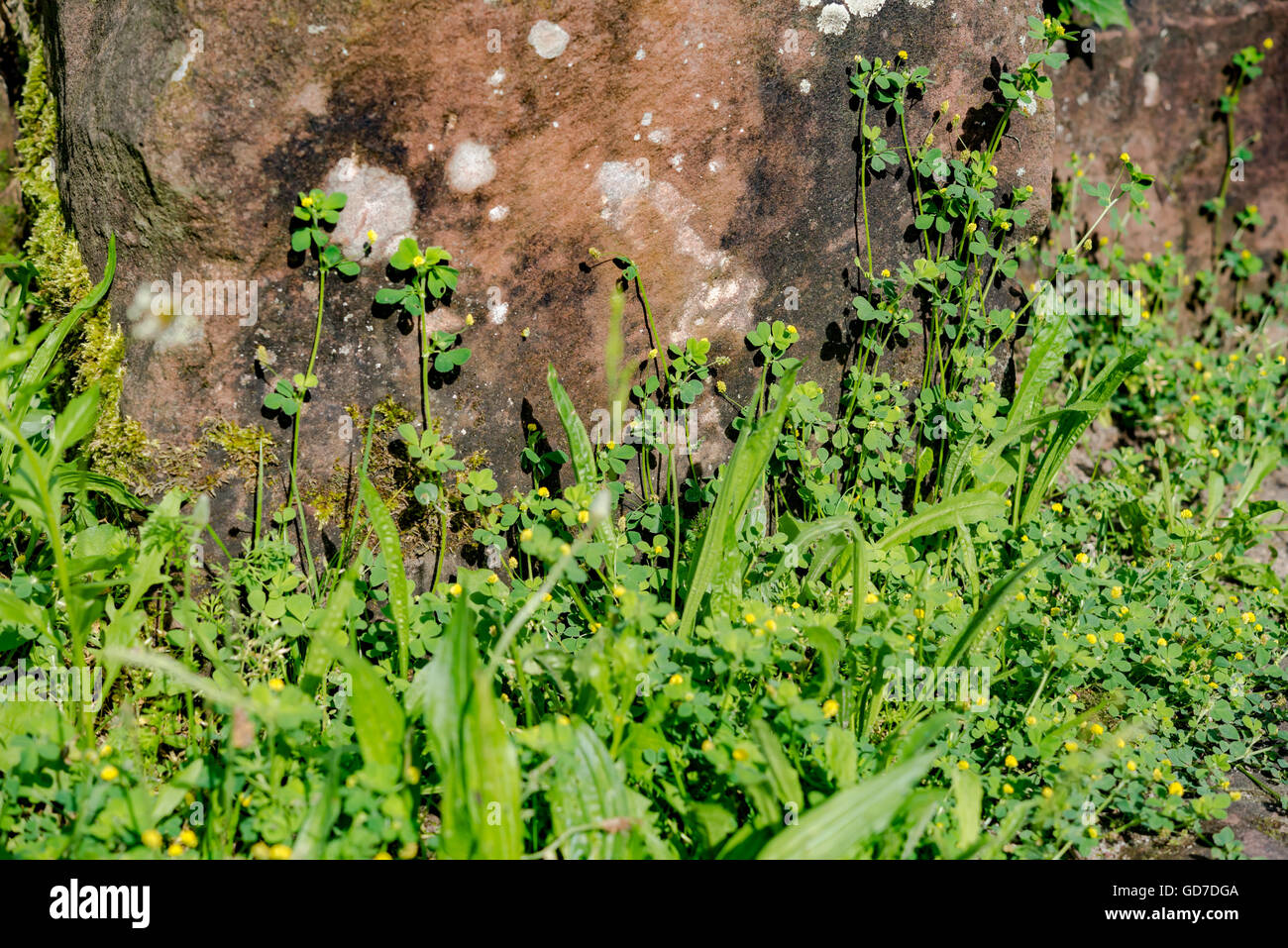 Fresh spring green grass with rock Stock Photo - Alamy
