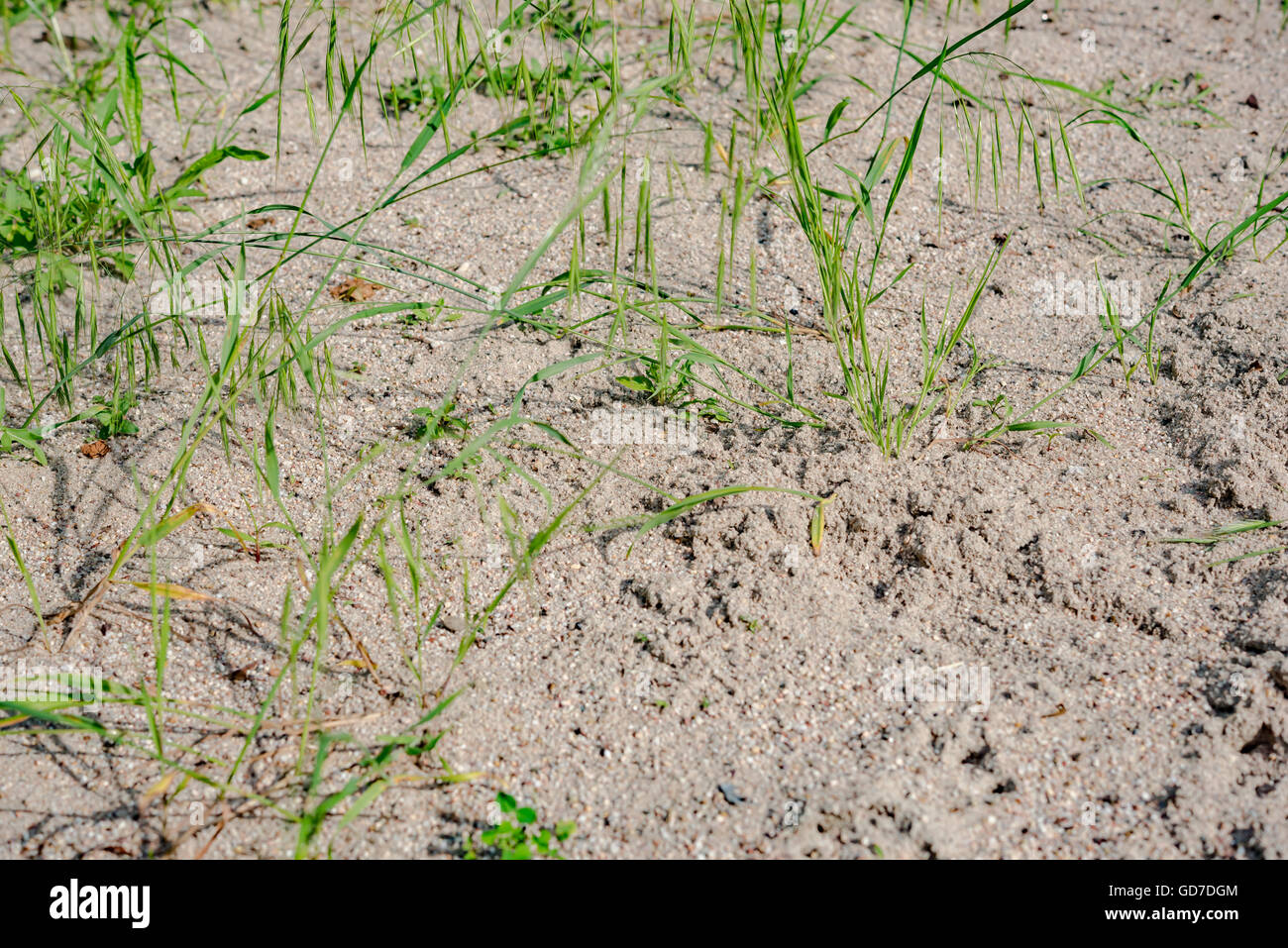 sand grass in early summer Stock Photo - Alamy