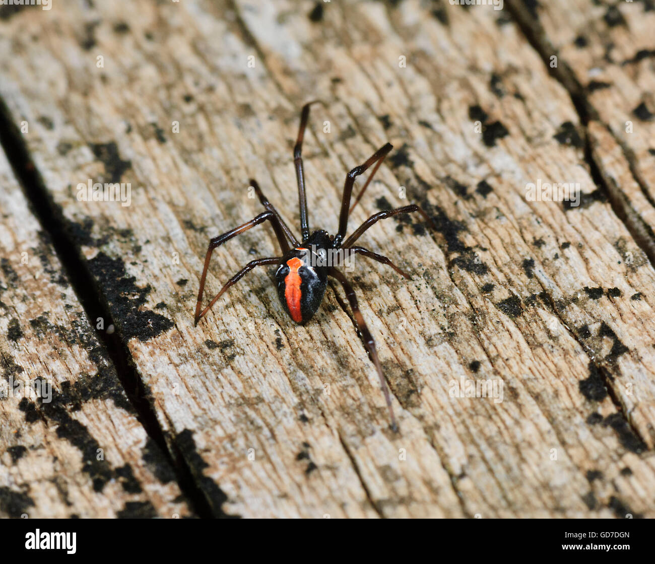 Adult Female Redback Spider (Latrodectus hasseltii), New South Wales ...
