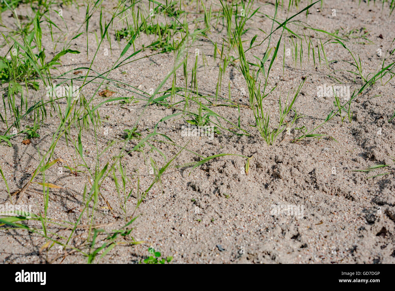 sand grass in early summer Stock Photo - Alamy