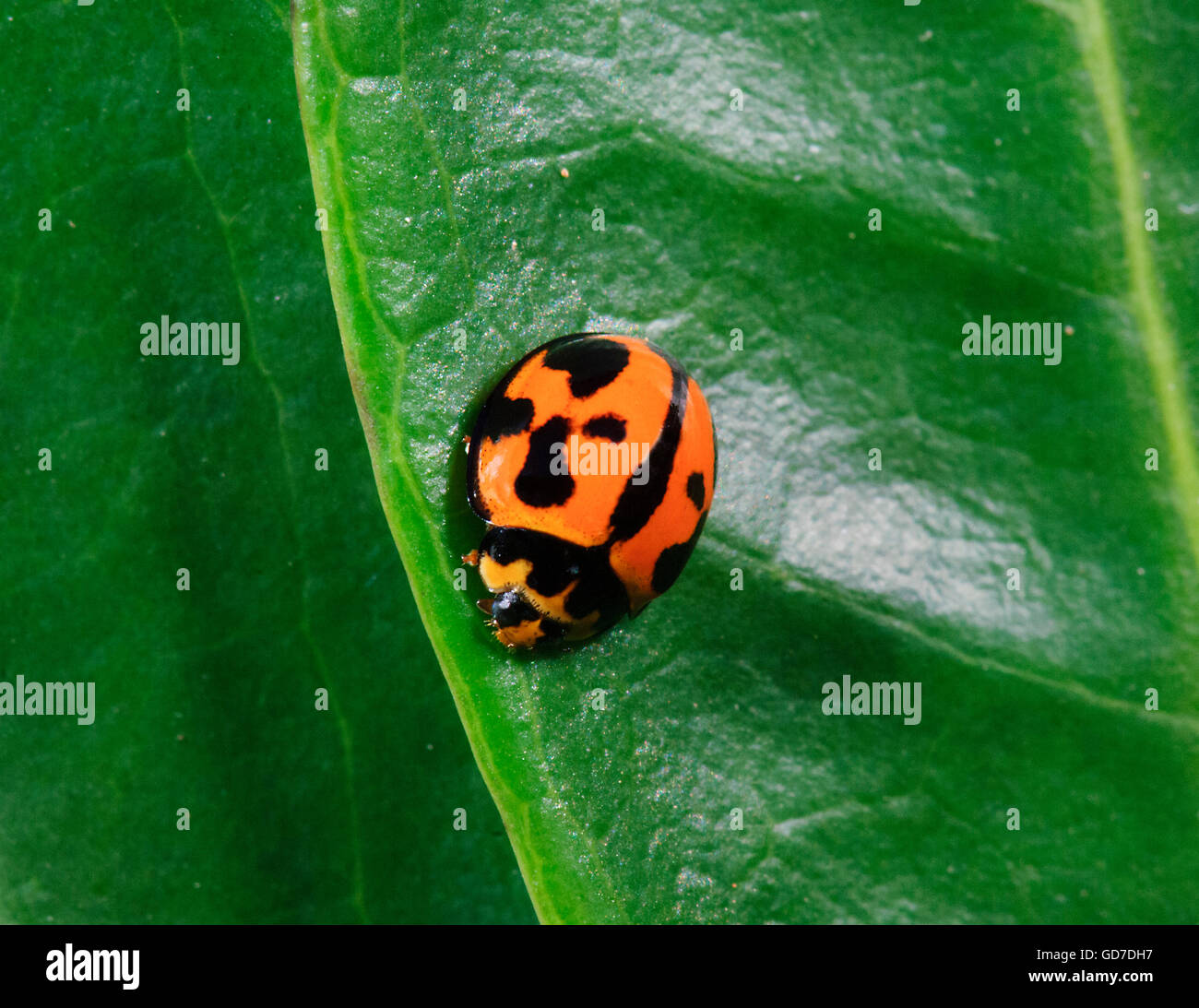 Variable ladybird beetle hi-res stock photography and images - Alamy