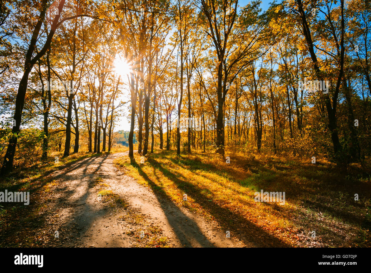 Path Road Way Pathway On Sunny Day In Autumn Sunny Forest Trees, Green ...