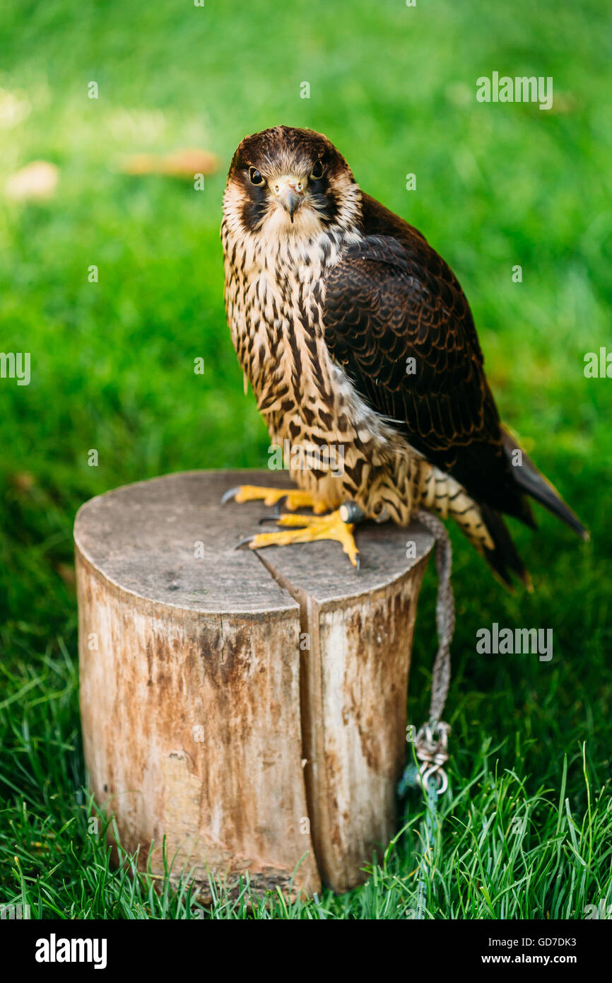 The Peregrine Falcon Falco Peregrinus, Also Known As The Peregrine, And ...