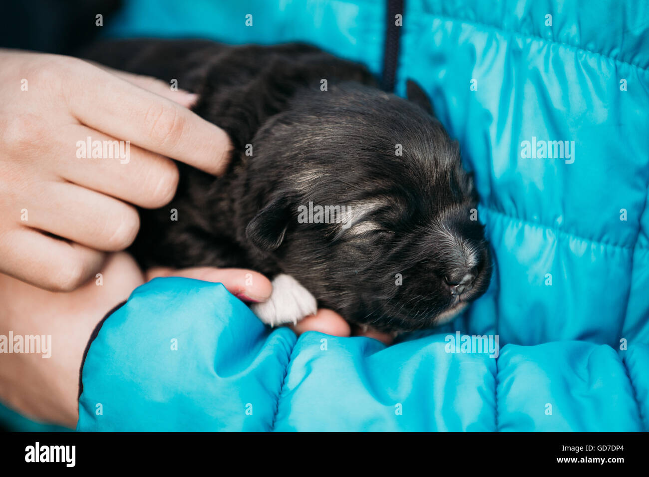Puppy in hand hi-res stock photography and images - Alamy
