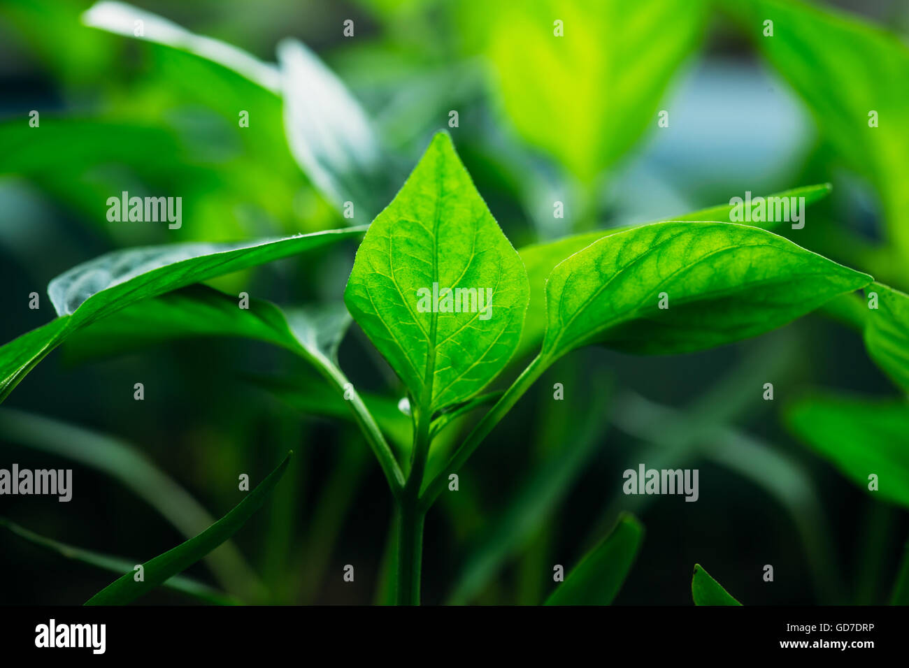Green Sprout With Leaf, Leaves Growing. Spring Concept Of New Life ...